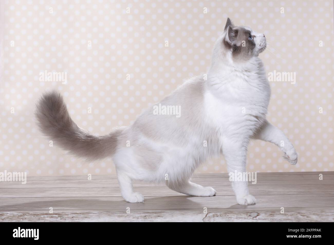 Ragdoll cat walks hi-res stock photography and images - Alamy
