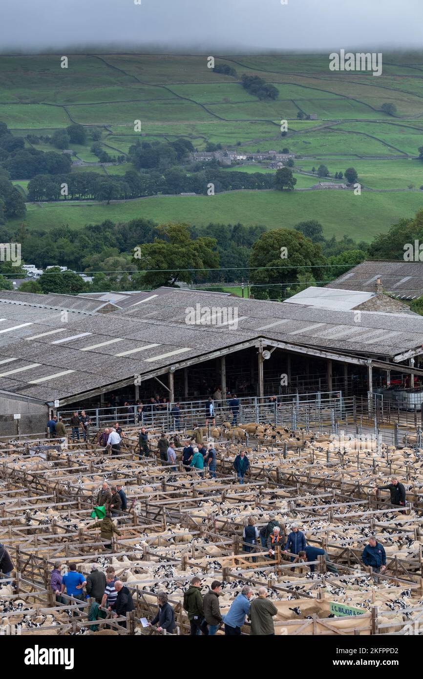 Mule gimmer lamb sale at Hawes auction mart in North Yorkshire UK Stock ...