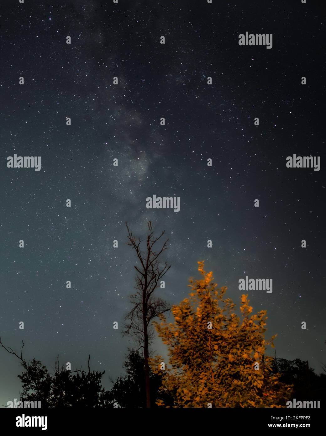 A breathtaking view of the Milky Way with yellow and green trees in the ...