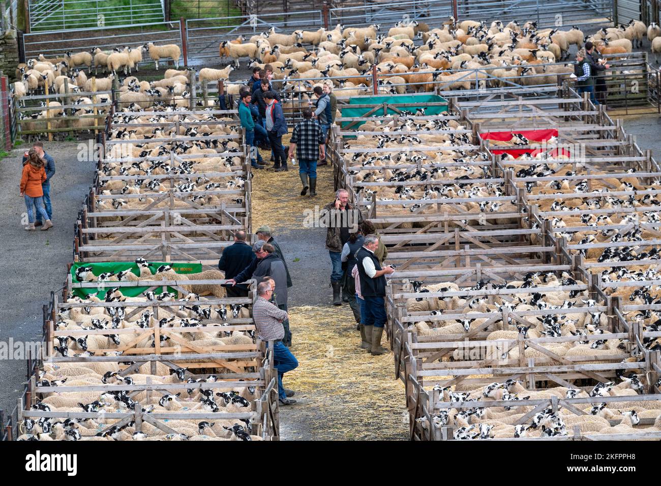 Mule gimmer lamb sale at Hawes auction mart in North Yorkshire UK Stock ...