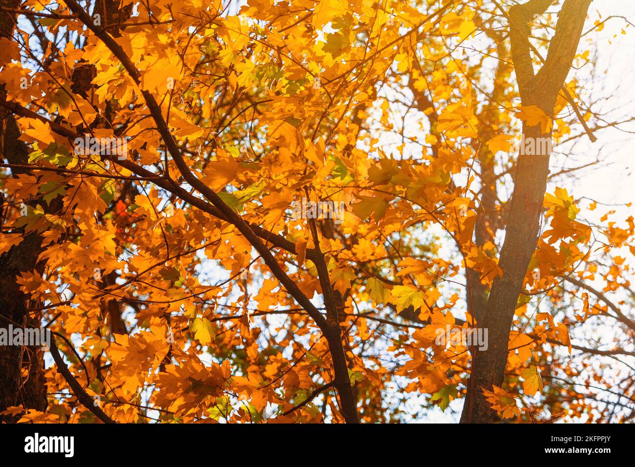 Yellow, red, orange autumn leaves against the blue sky in the autumn ...