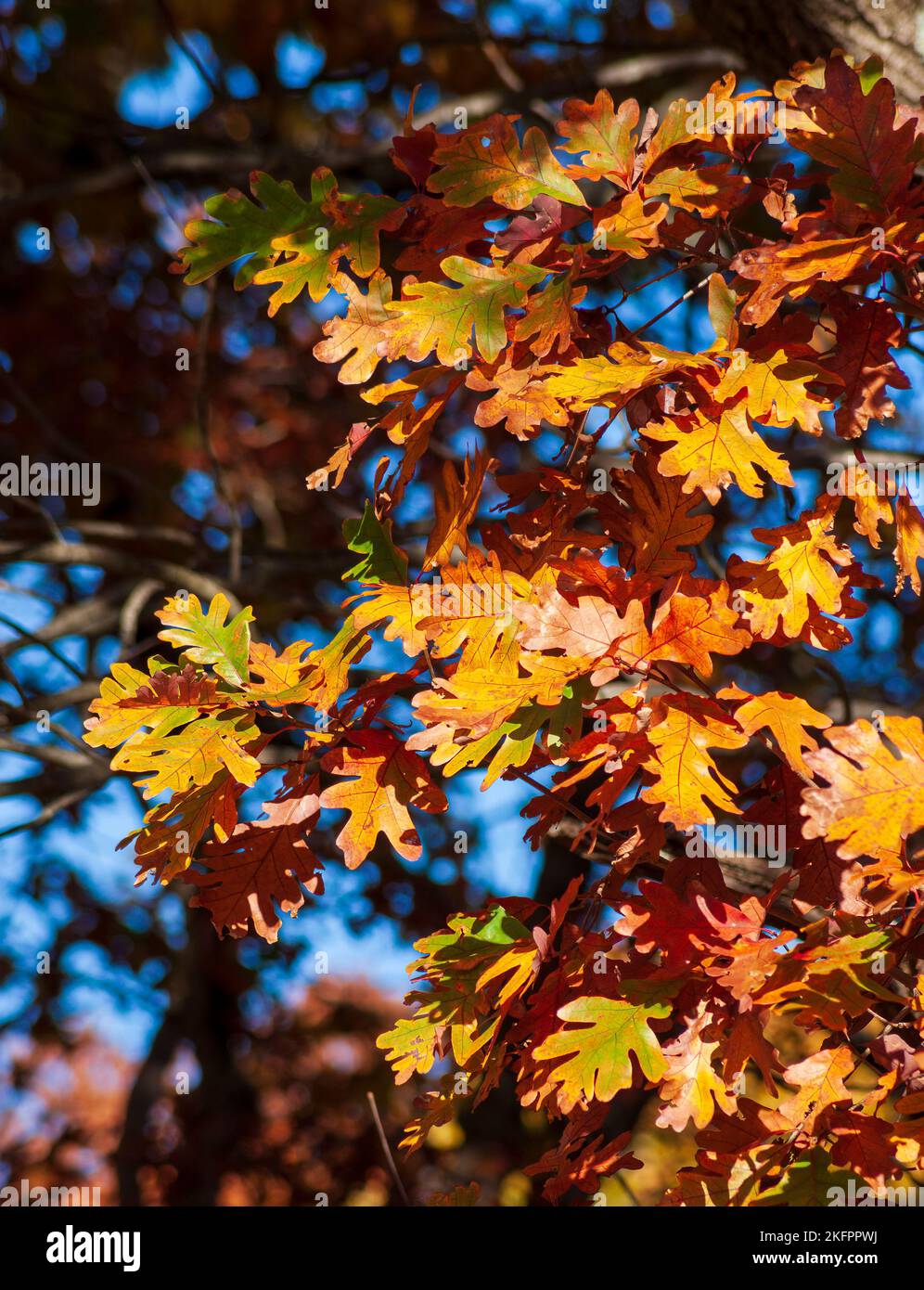 White oak (Quercus alba) in fall foliage. Twigs with leaves changing ...