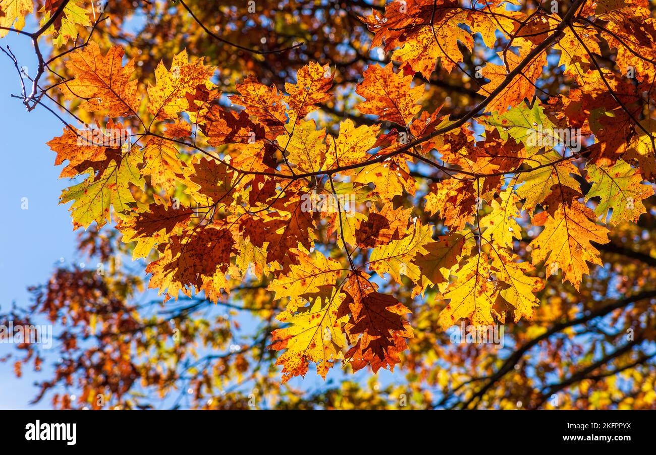 Scarlet oak (Quercus coccinea) in fall foliage. Twigs with leaves ...