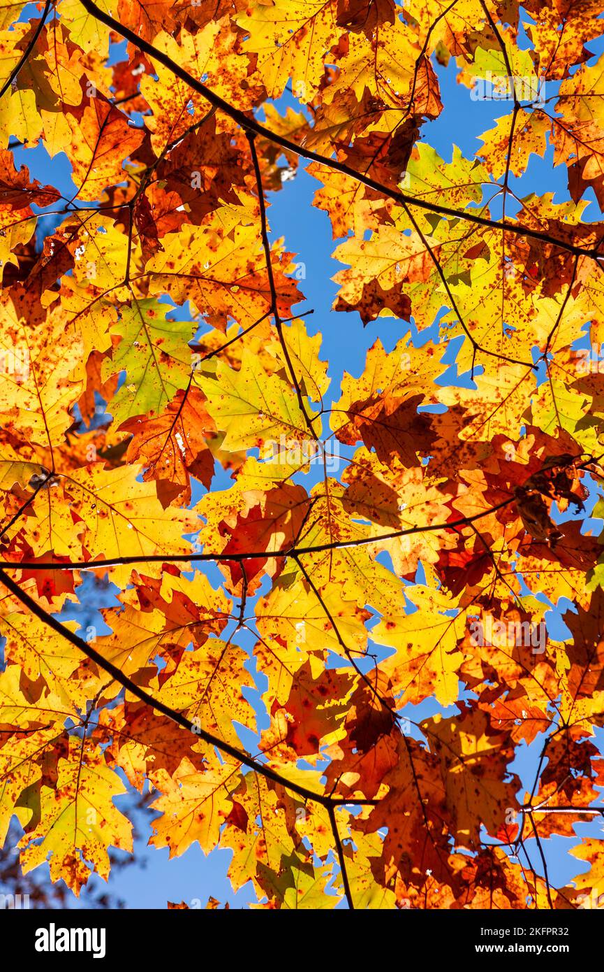 Scarlet oak (Quercus coccinea) in fall foliage. Twigs with leaves ...