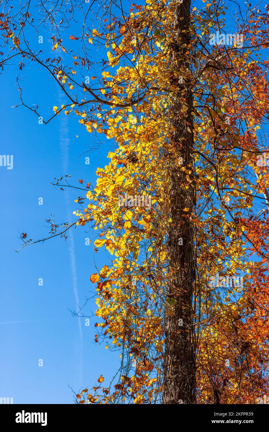 Burr cucumber and roundleaf greenbrier with leaves changing color ...