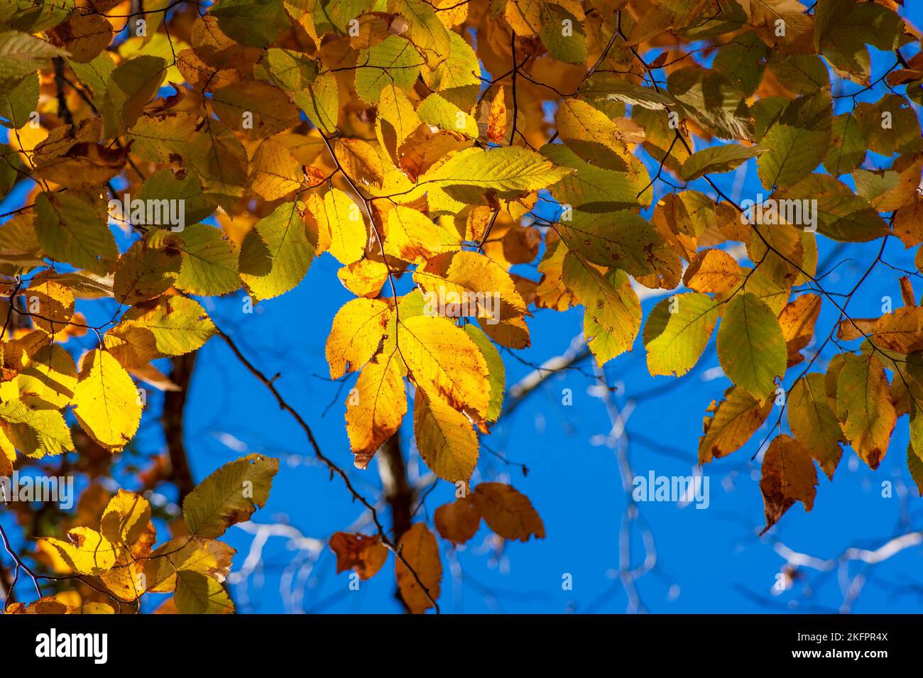American hornbeam (Carpinus caroliniana) - twigs with leaves changing ...