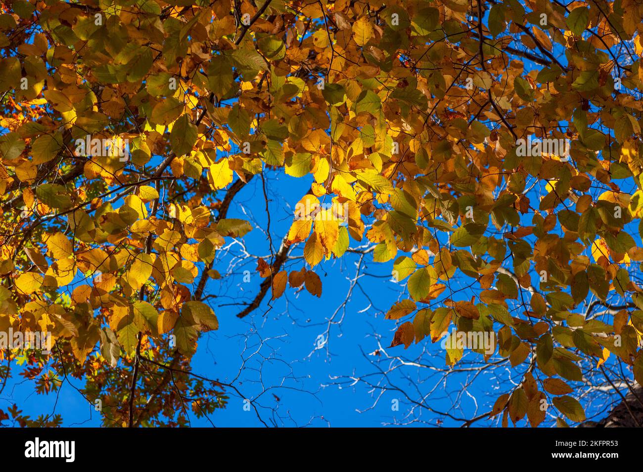 American hornbeam (Carpinus caroliniana) - twigs with leaves changing ...