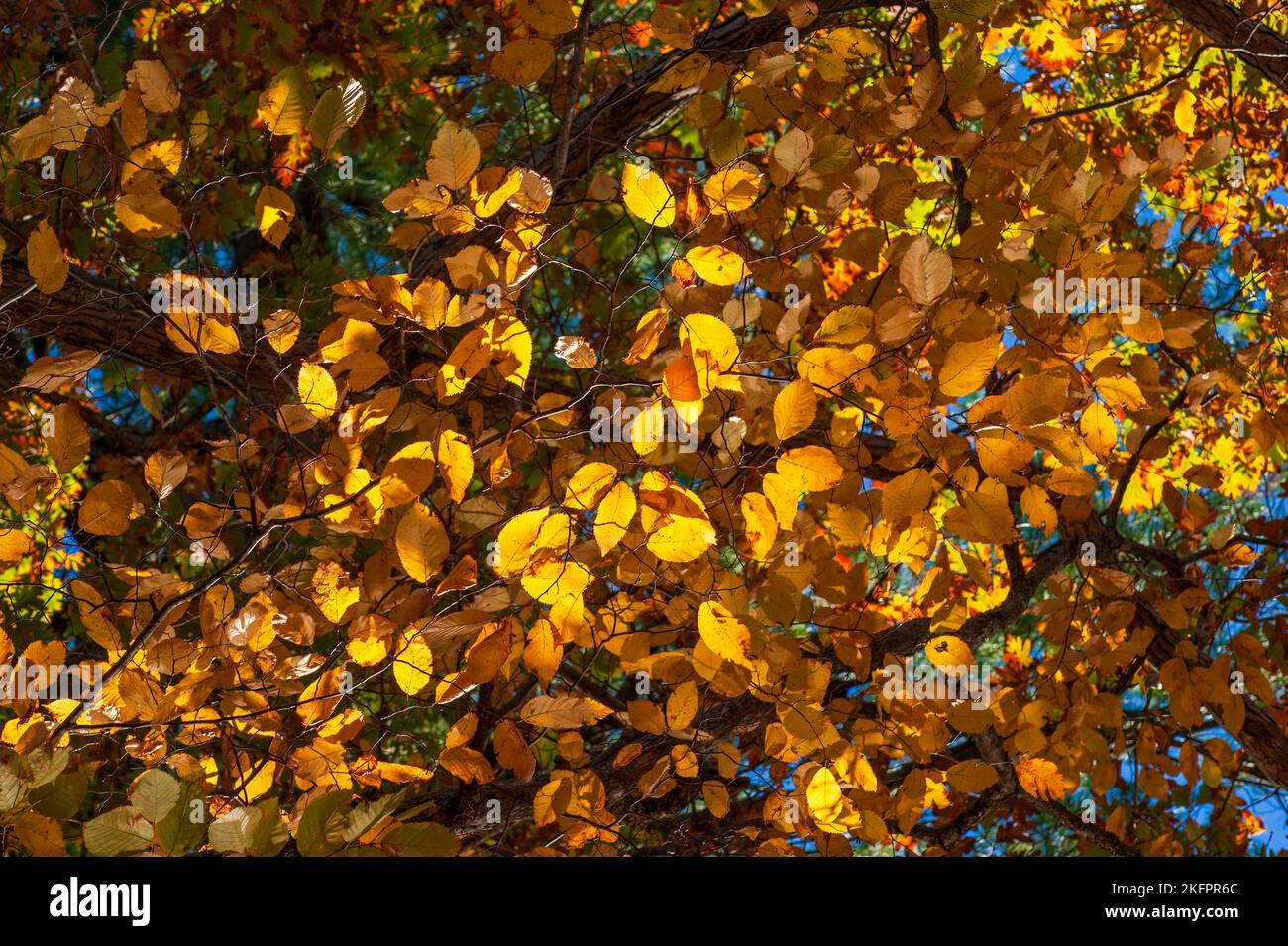 American hornbeam (Carpinus caroliniana) - twigs with leaves changing ...