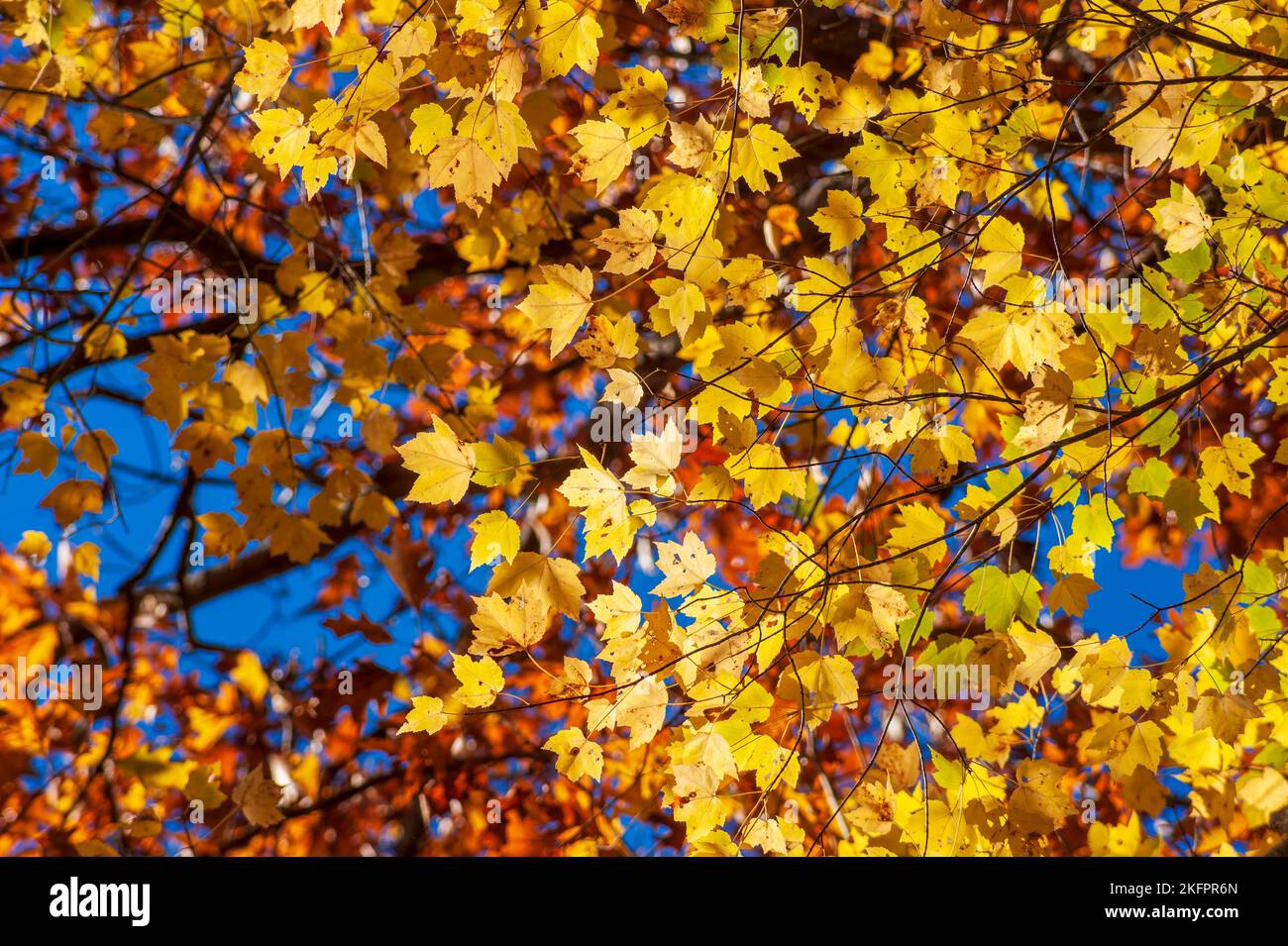Red maple (Acer rubrum) - twigs with leaves changing color, in shades of yellow. Vibrant New ...