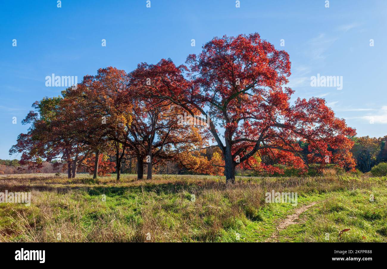 Grove of white oak trees (Quercus alba) in peak fall foliage, with ...