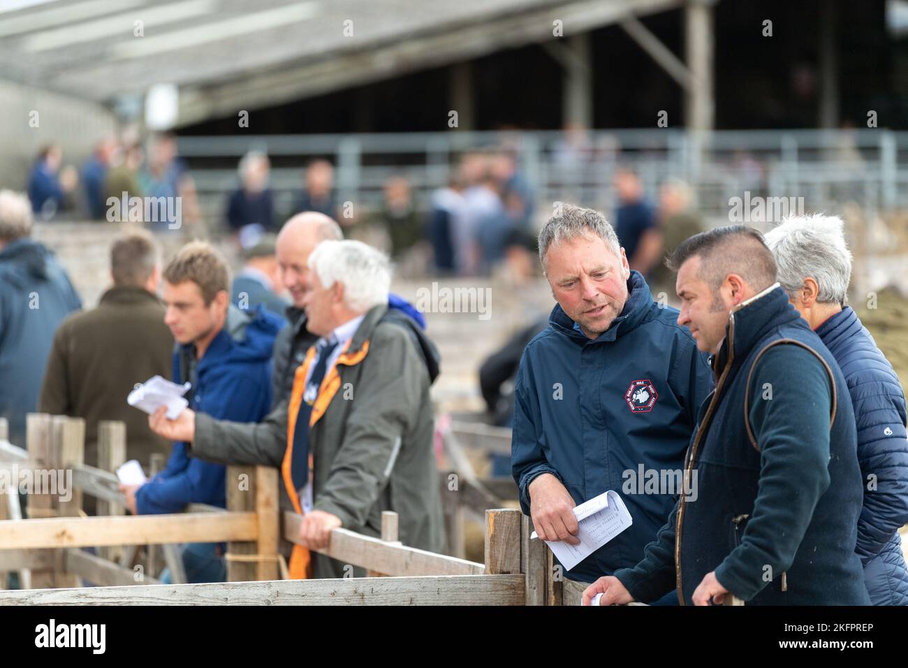Mule gimmer lamb sale at Hawes auction mart in North Yorkshire UK Stock ...