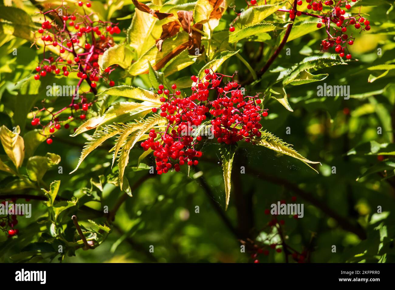 Bright red ripe fruits of red elderberry grow on branches with green ...