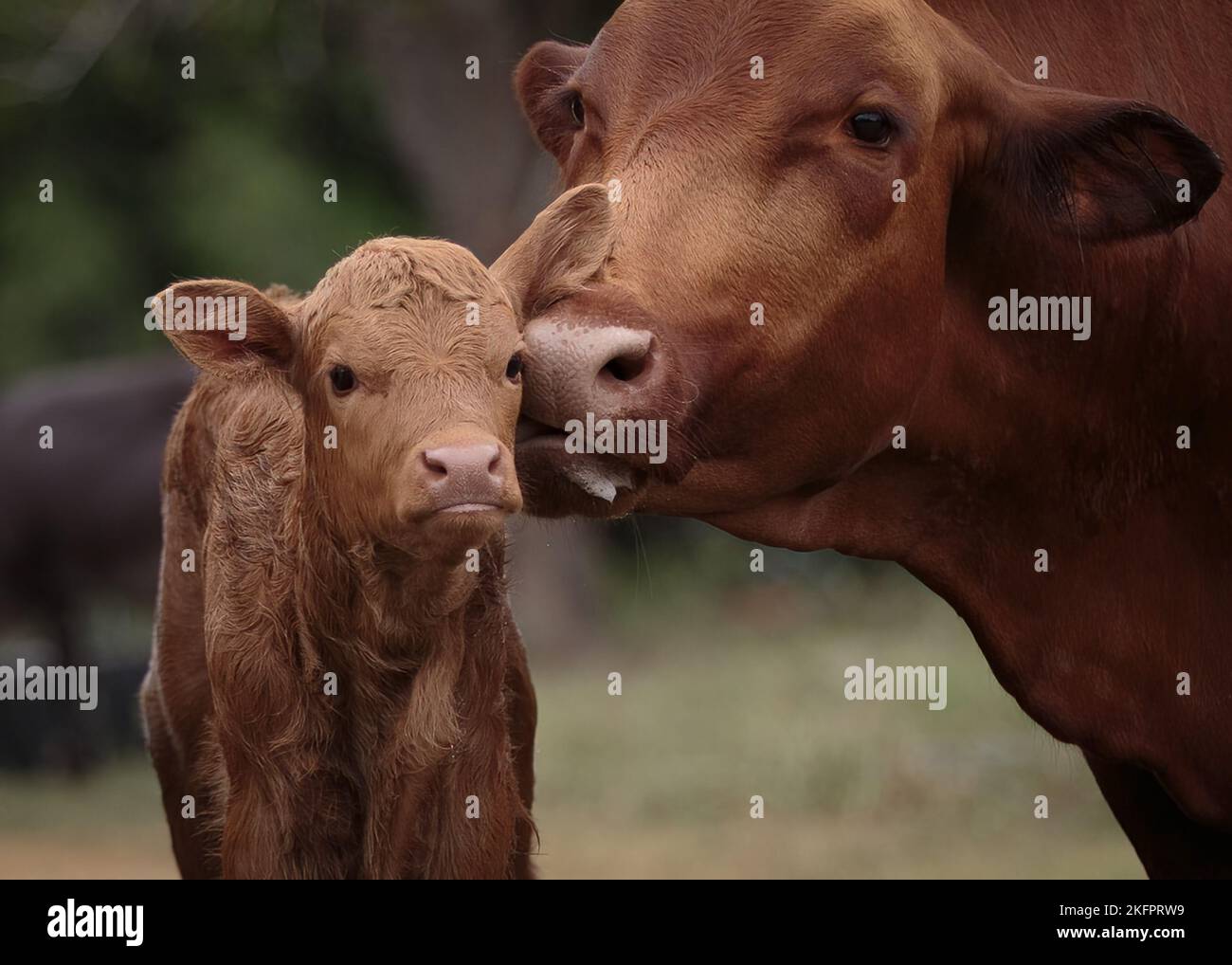 A closeup shot of a mother cow licking its cattle for cleaning it on ...