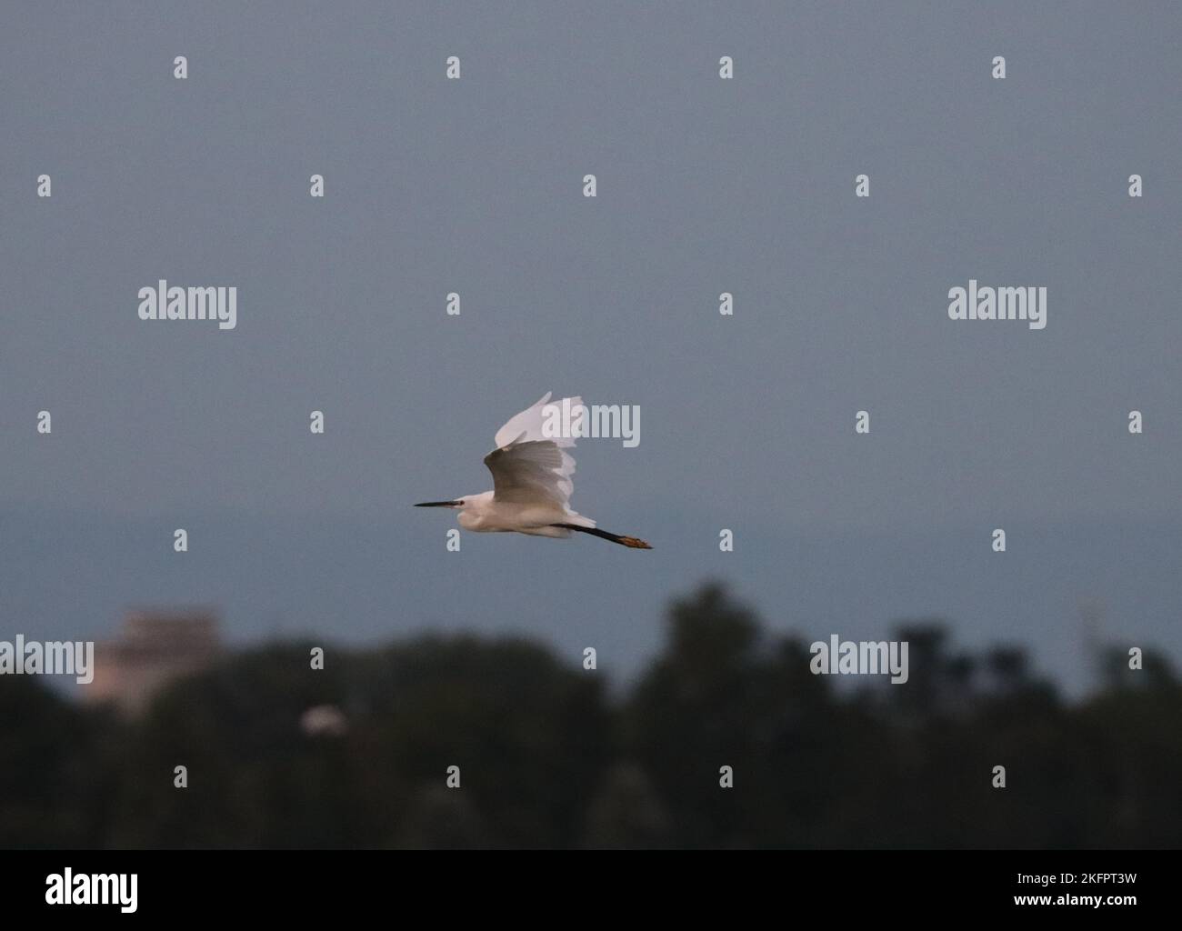 A great white heron, Ardea alba flying with wings wide Stock Photo - Alamy