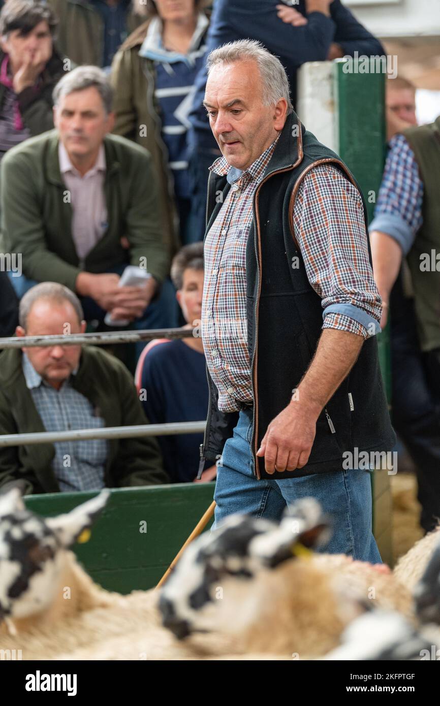Mule gimmer lamb sale at Hawes auction mart in North Yorkshire UK Stock ...