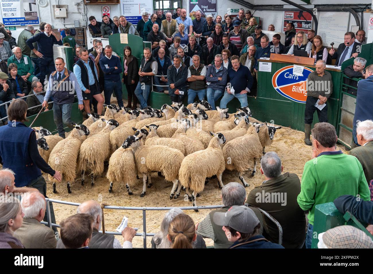 Mule gimmer lamb sale at Hawes auction mart in North Yorkshire UK Stock ...