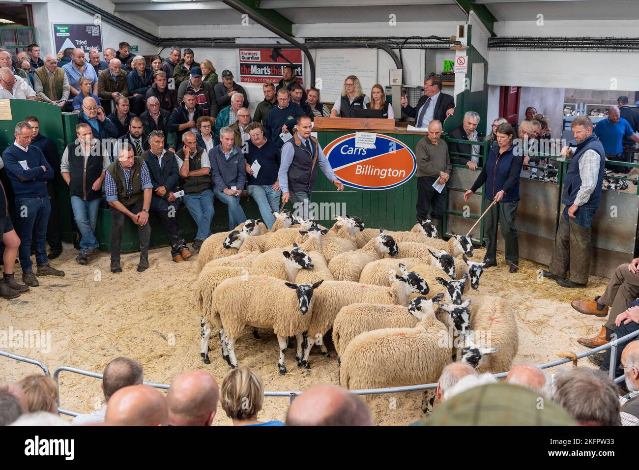 Mule gimmer lamb sale at Hawes auction mart in North Yorkshire UK Stock ...