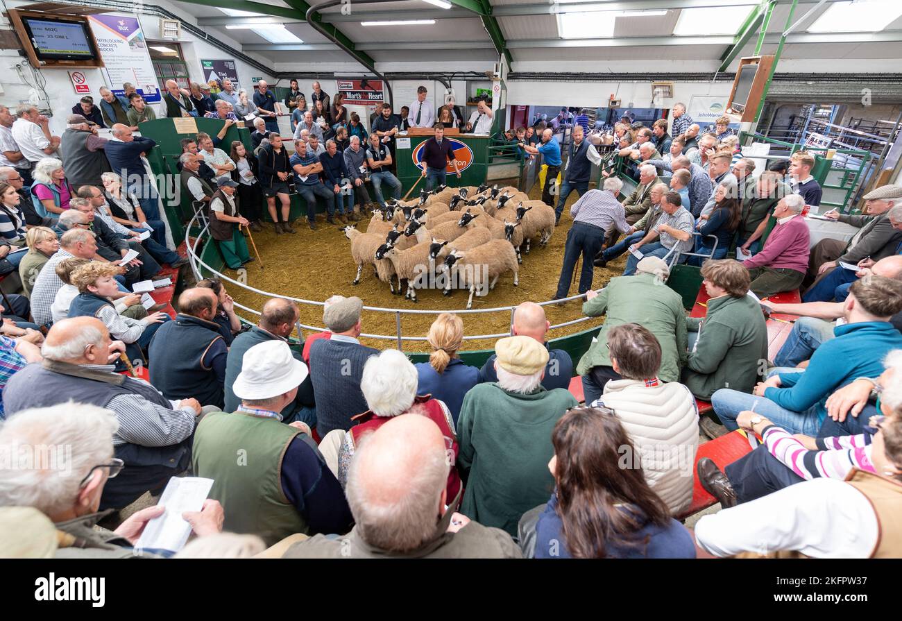 Mule gimmer lamb sale at Hawes auction mart in North Yorkshire UK Stock ...