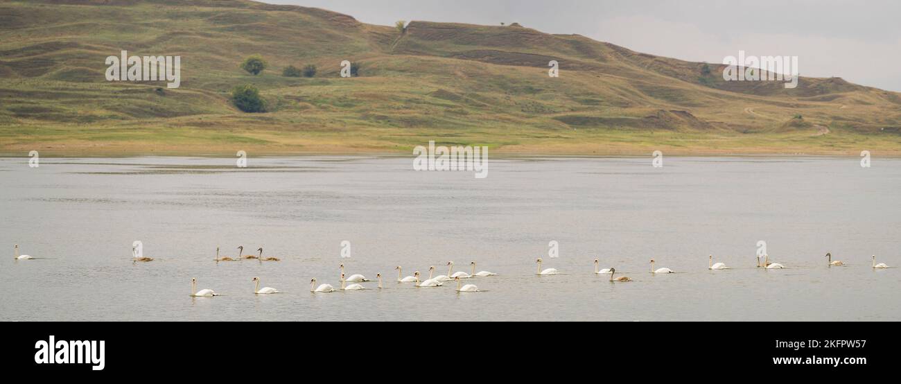 A flock of swans sails down the Danube in autumn Stock Photo - Alamy