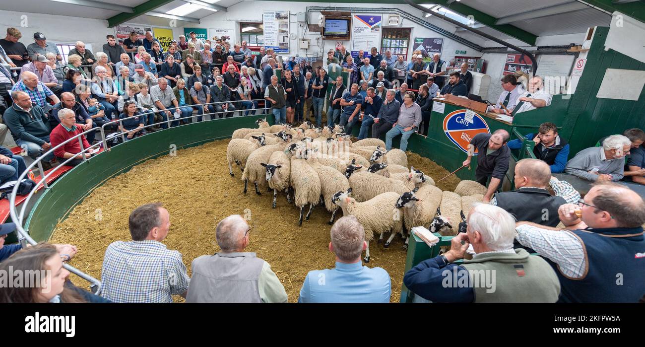 Mule gimmer lamb sale at Hawes auction mart in North Yorkshire UK Stock ...