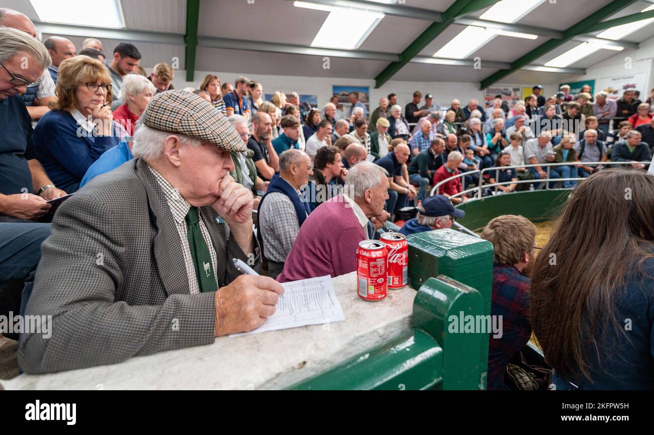 Mule gimmer lamb sale at Hawes auction mart in North Yorkshire UK Stock ...