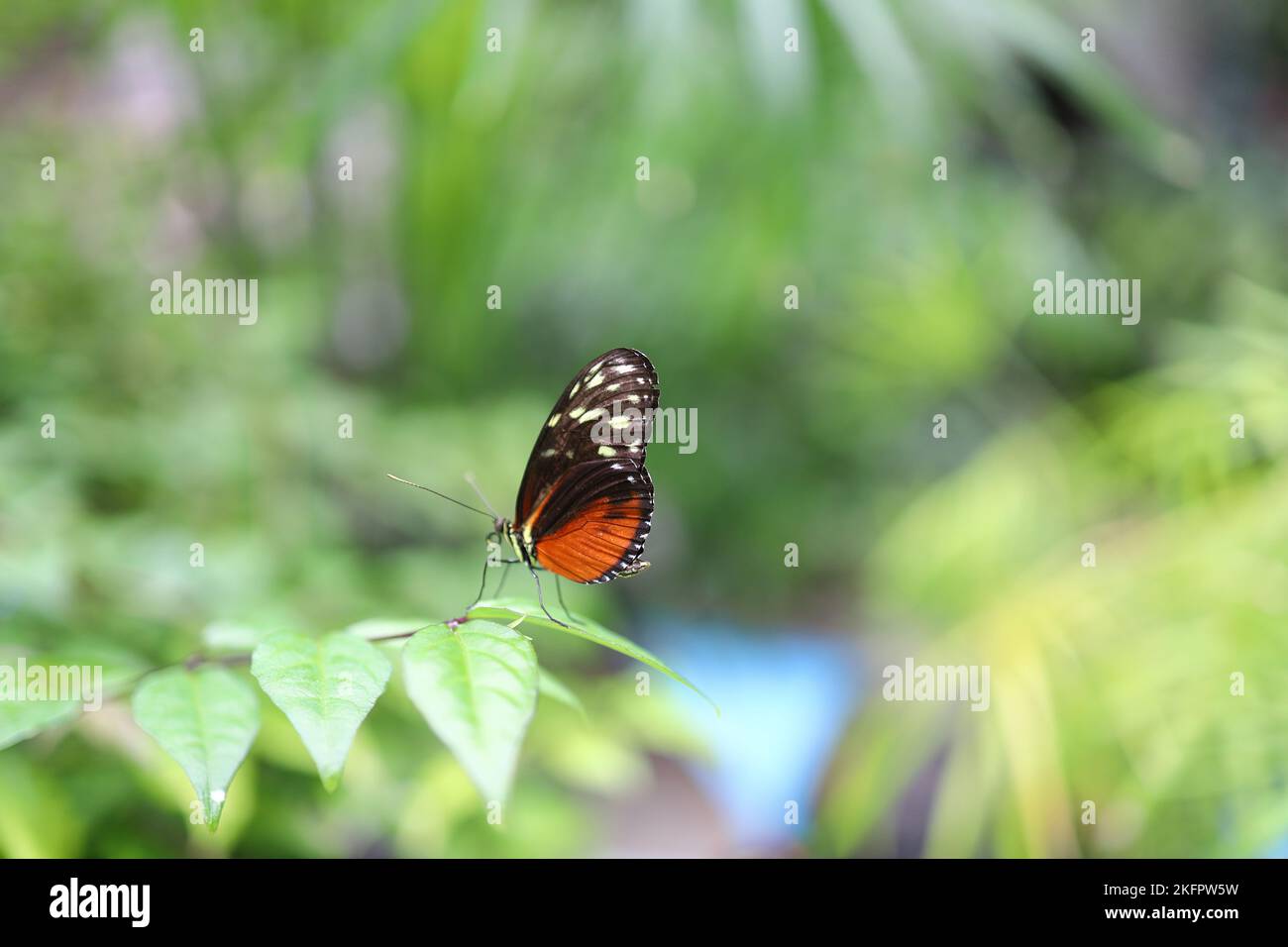 A beautiful butterfly on green leaf against blur background Stock Photo ...
