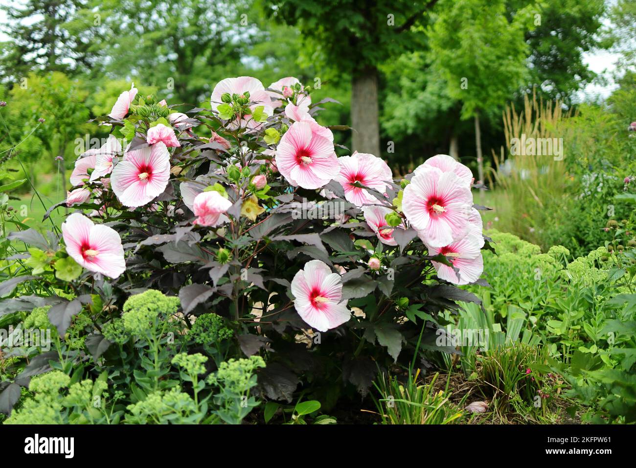 A blooming pink flowers with green plants in a garden Stock Photo - Alamy