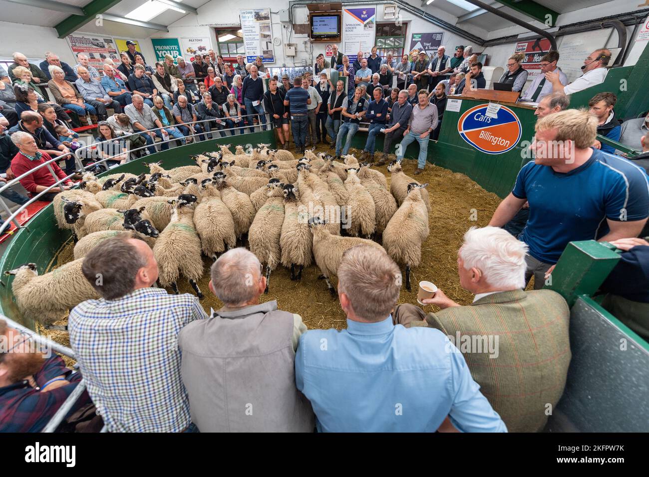 Mule gimmer lamb sale at Hawes auction mart in North Yorkshire UK Stock ...