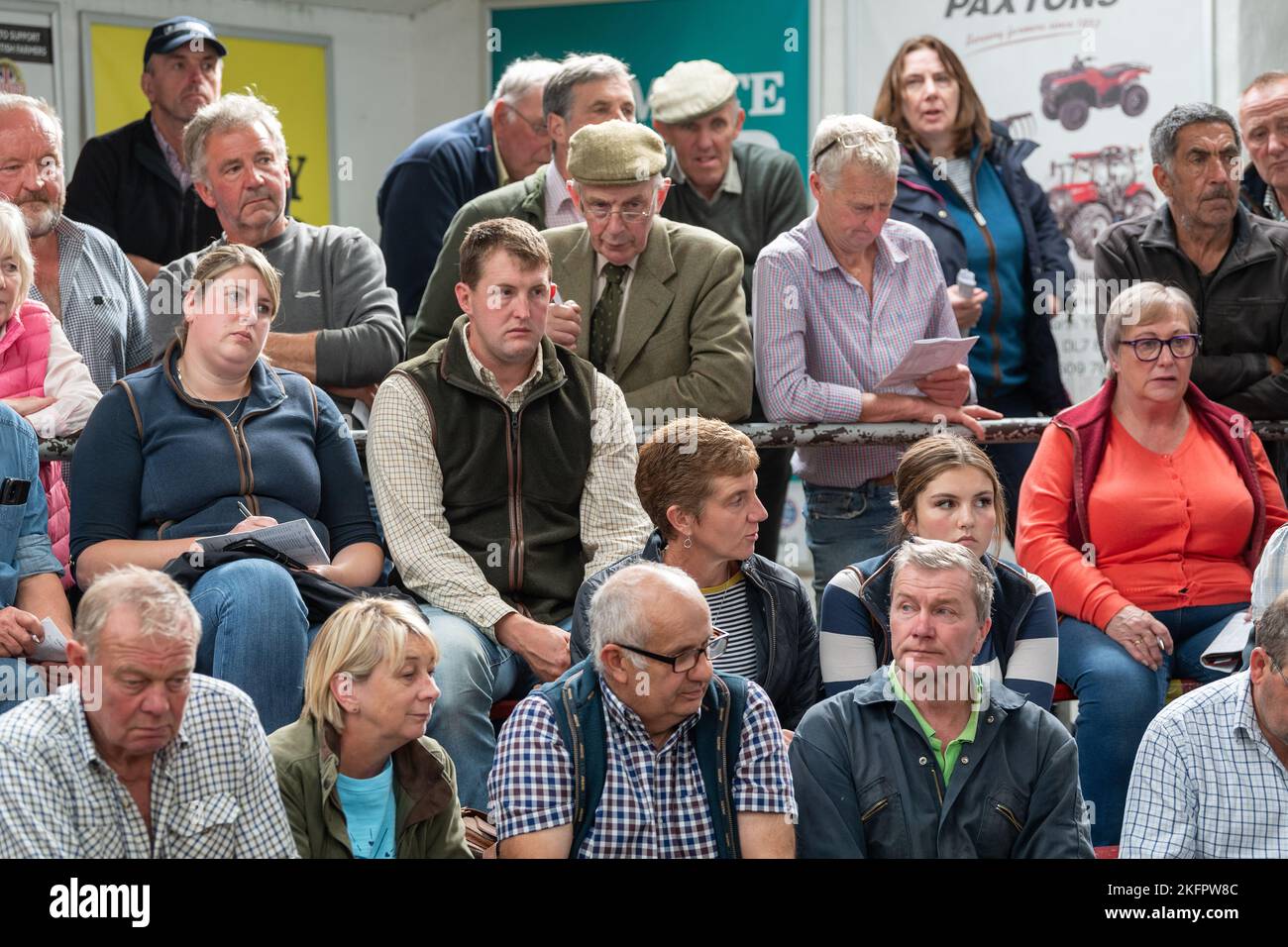 Mule gimmer lamb sale at Hawes auction mart in North Yorkshire UK Stock ...