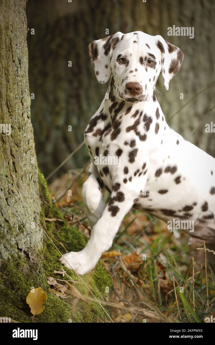 Dalmatian canis lupus familiaris two hi-res stock photography and ...