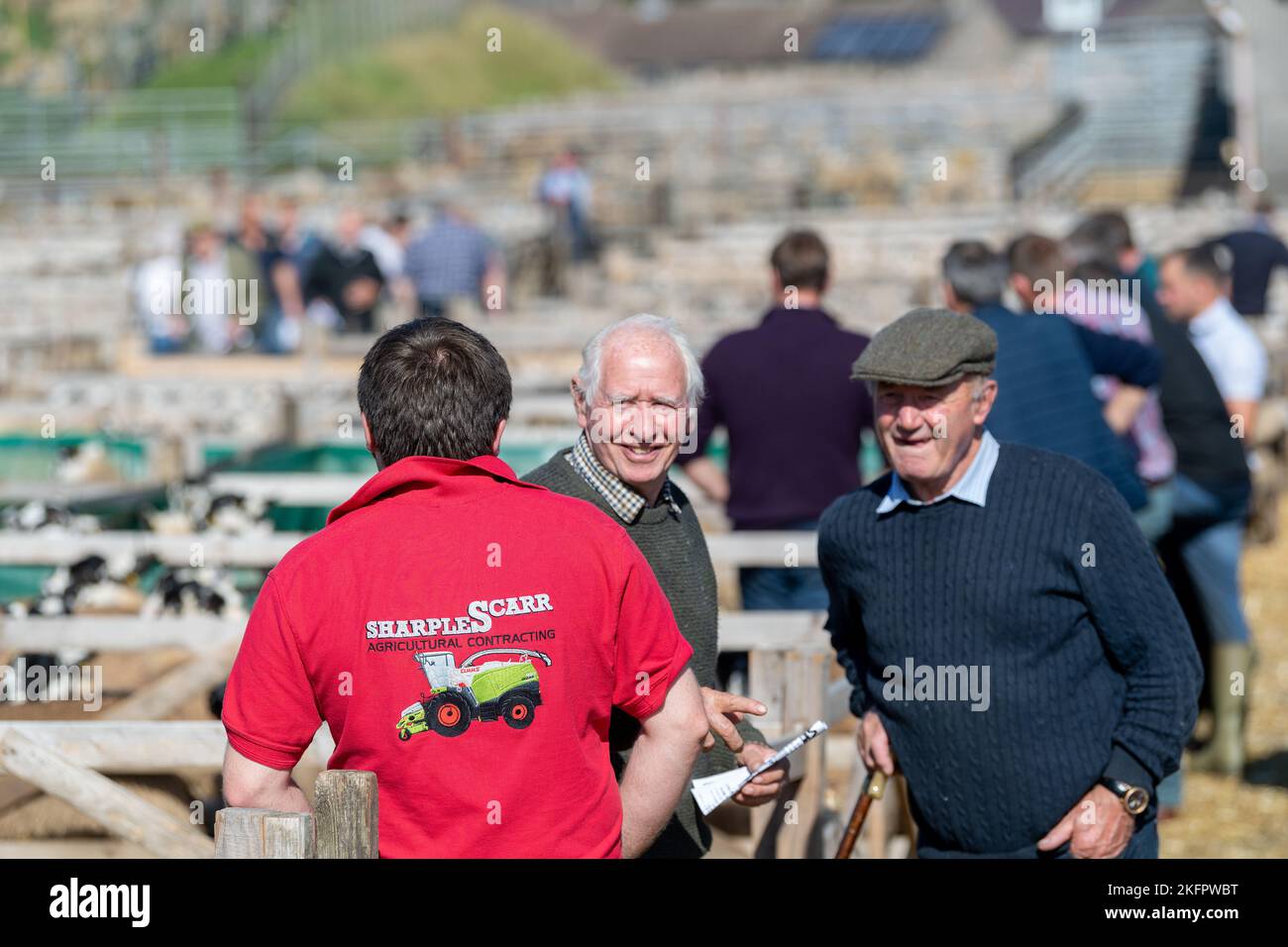 Mule gimmer lamb sale at Hawes auction mart in North Yorkshire UK Stock ...