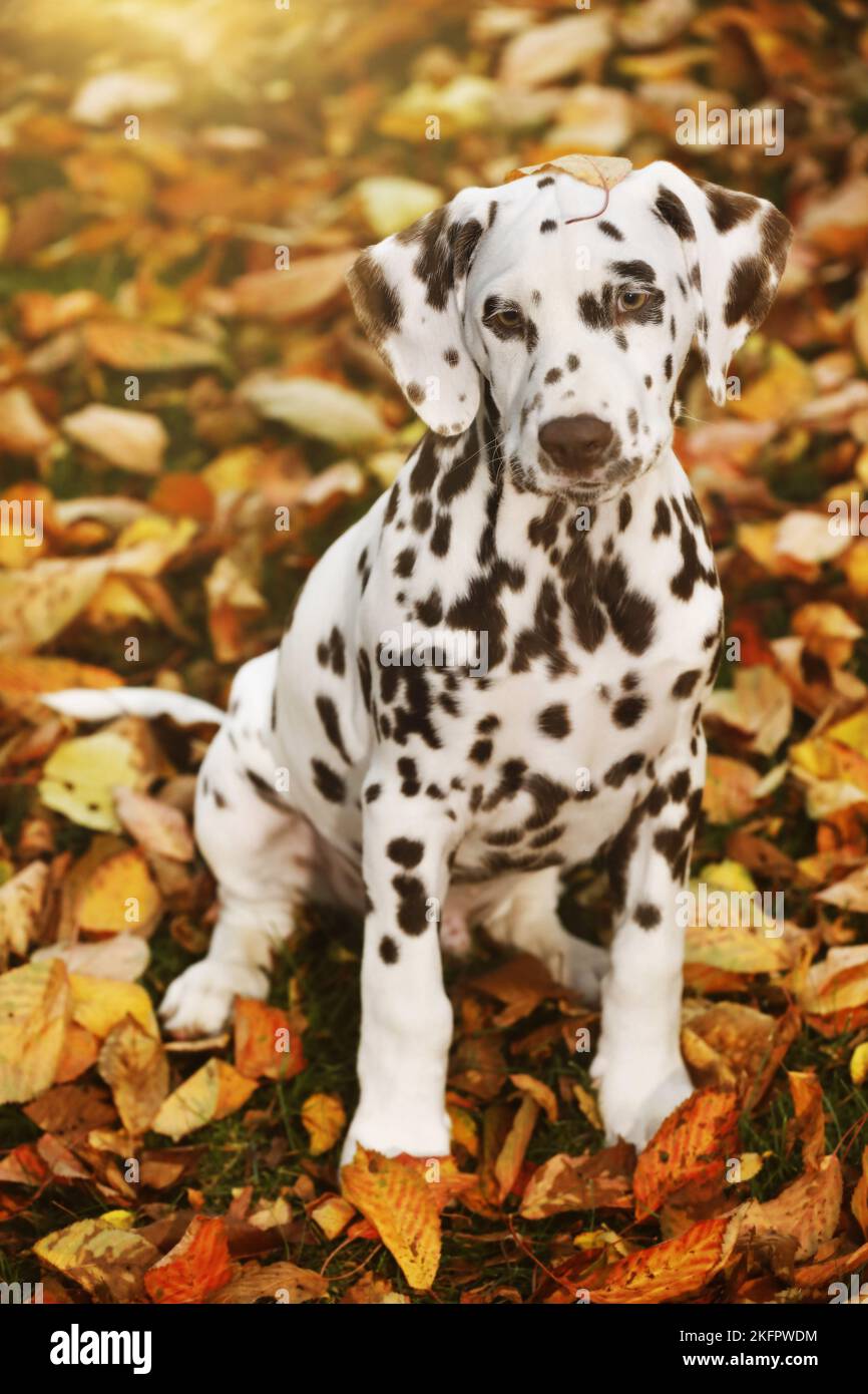 Dalmatian canis lupus familiaris two hi-res stock photography and ...