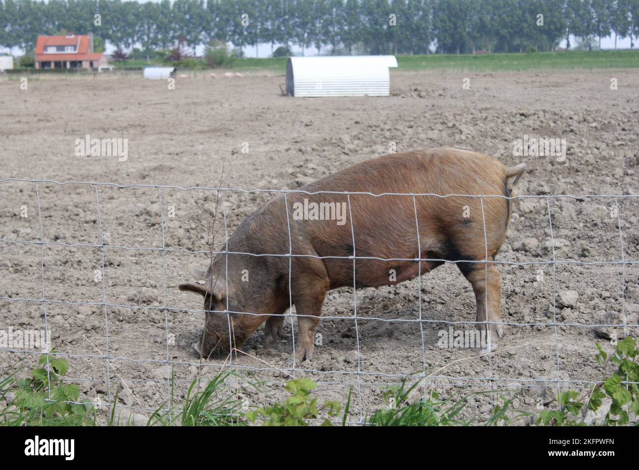 a big pig is rooting in a muddy field at a biological farm with pig ...