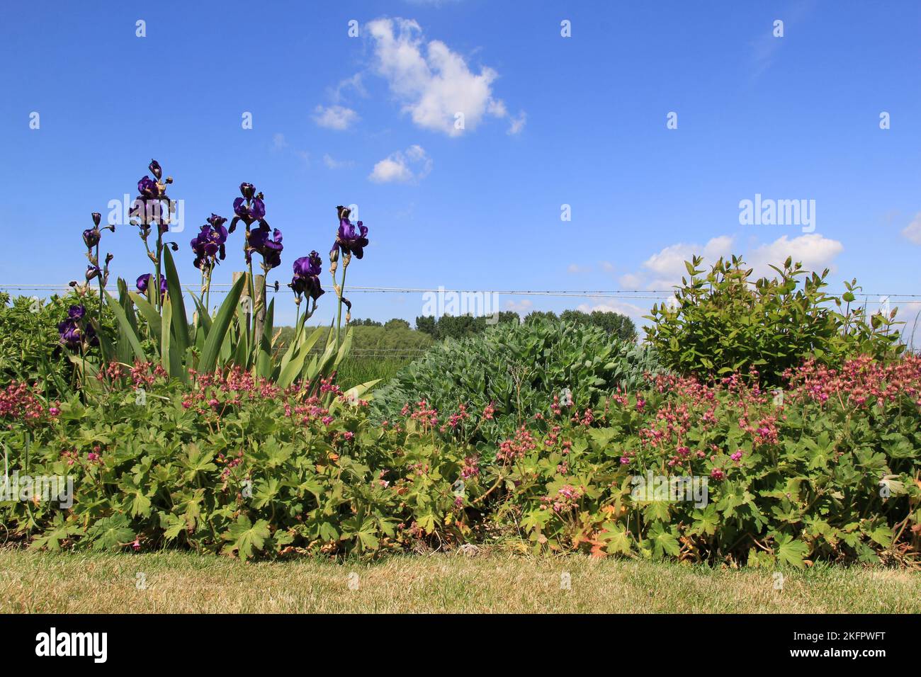 a border in the garden with purple irises and geranium pelargonium ...