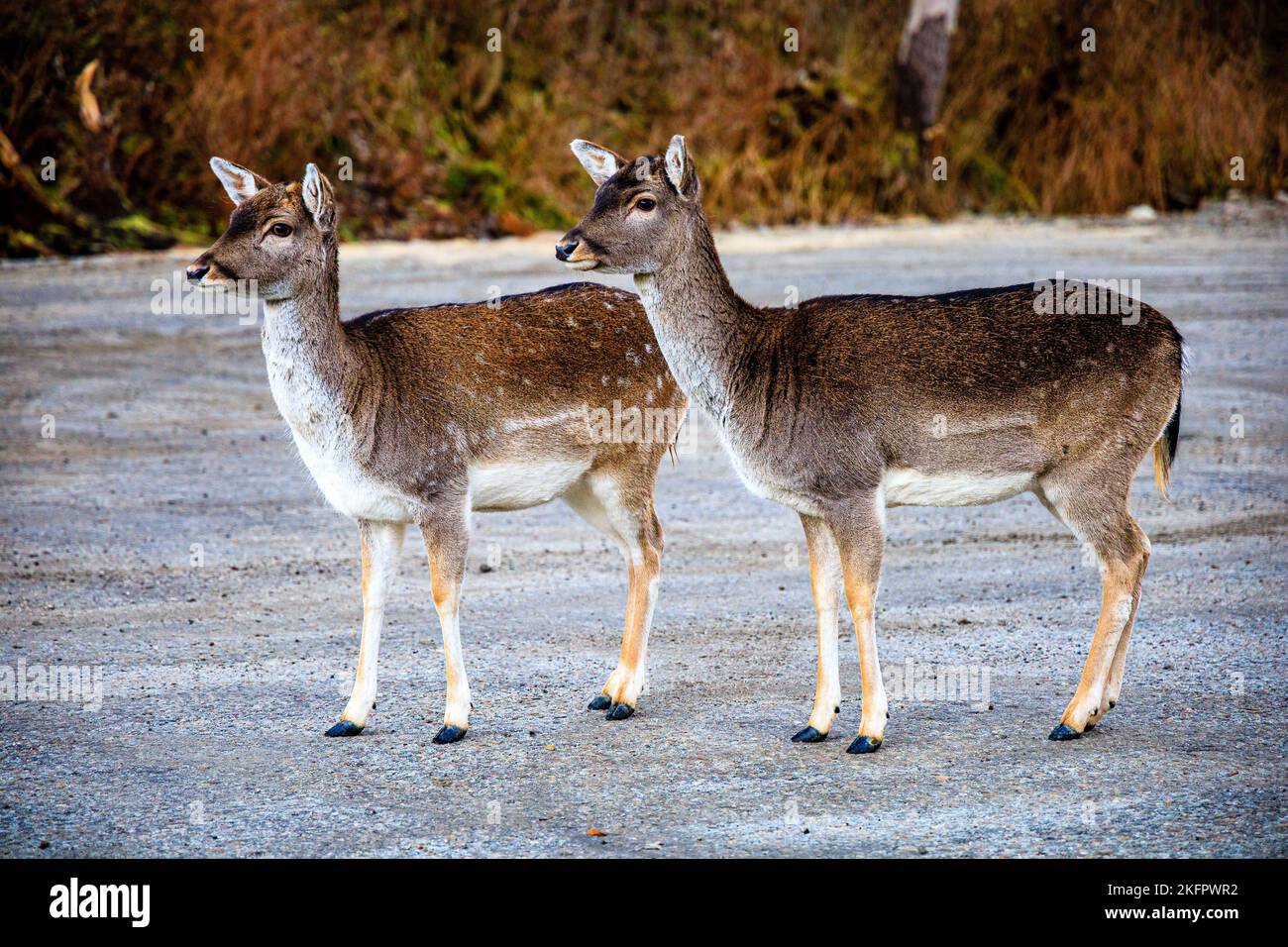 Two adorable baby deer, fawns captured outdoors from side profile Stock ...