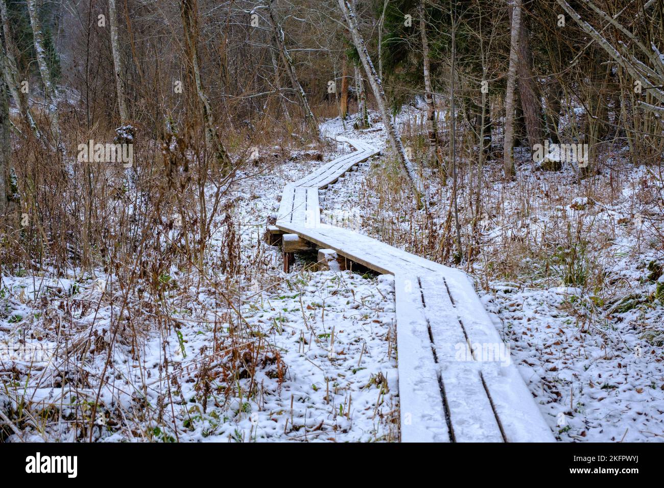 Tourist wooden walking path. Skanaiskalns nature park. November is the ...