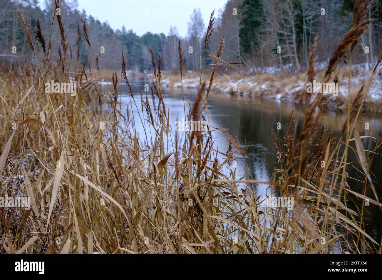 The river Salaca is meandered by high sandstone cliffs. Skanaiskalns ...