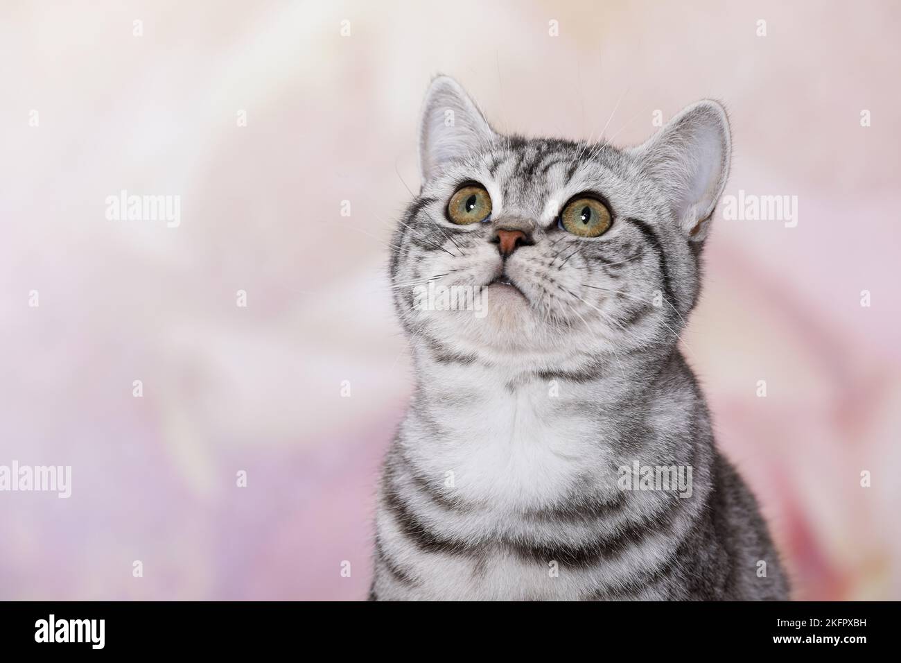 British shorthair tomcat looking hi-res stock photography and images ...