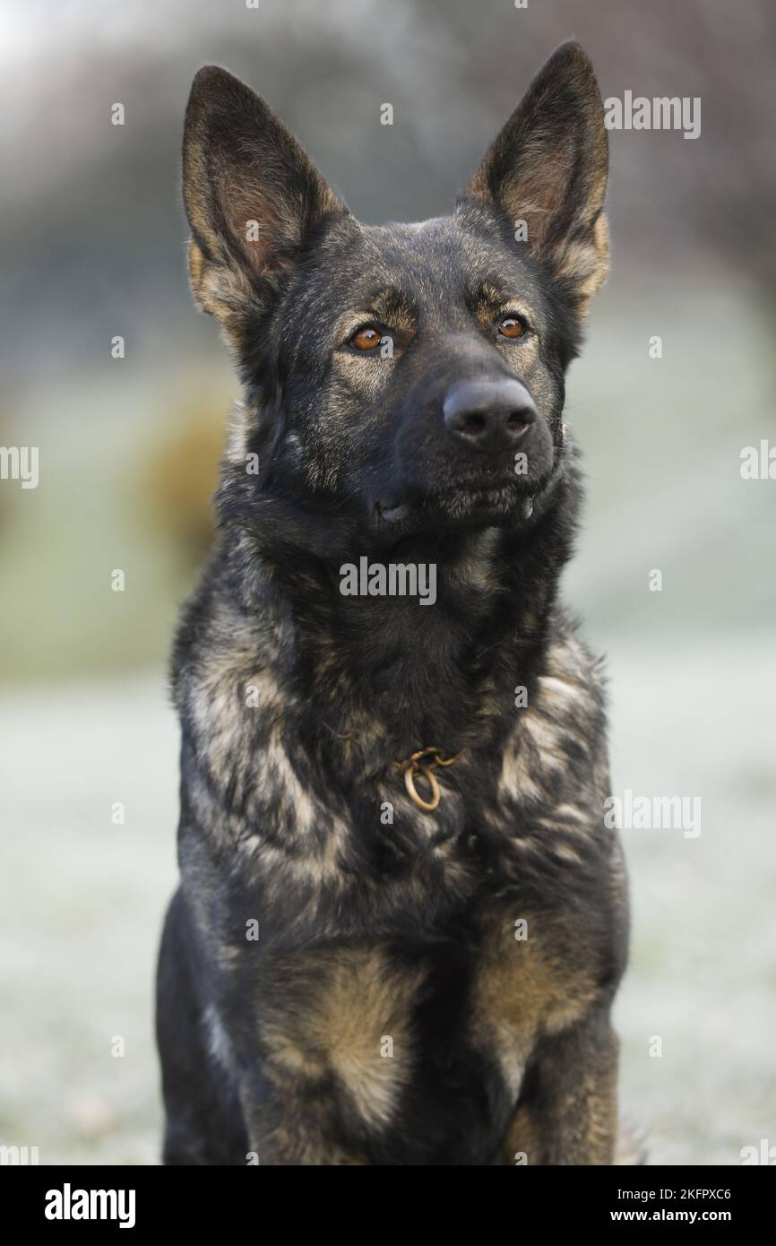 German Shepherd Portrait Stock Photo - Alamy