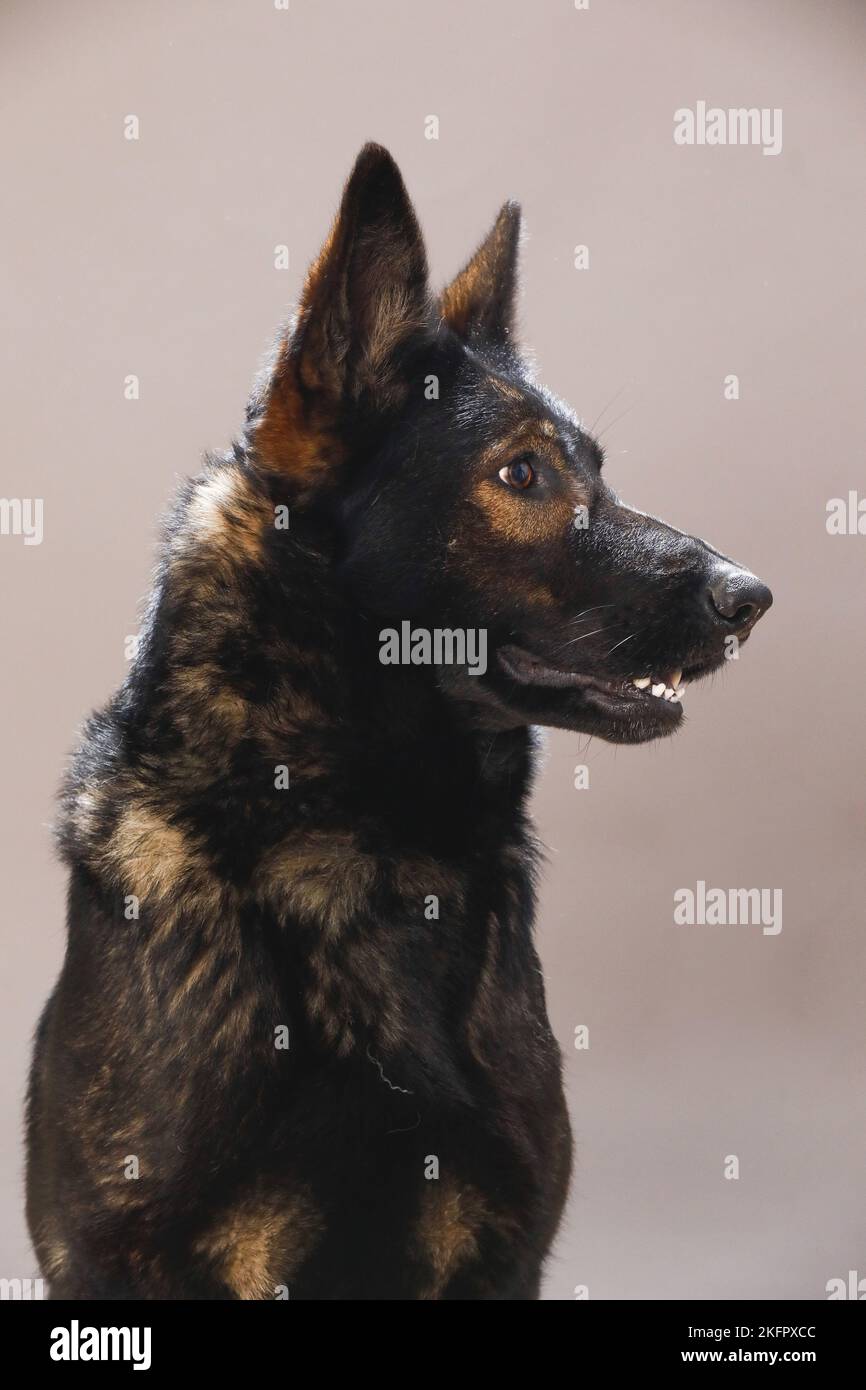 German Shepherd Portrait Stock Photo - Alamy