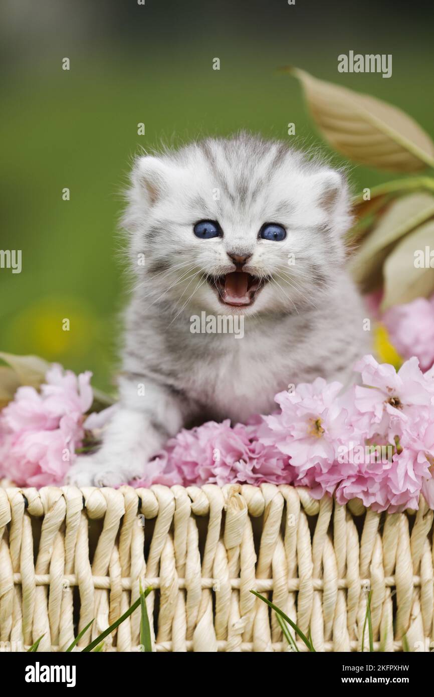 Black cat kitten crying hi-res stock photography and images - Alamy