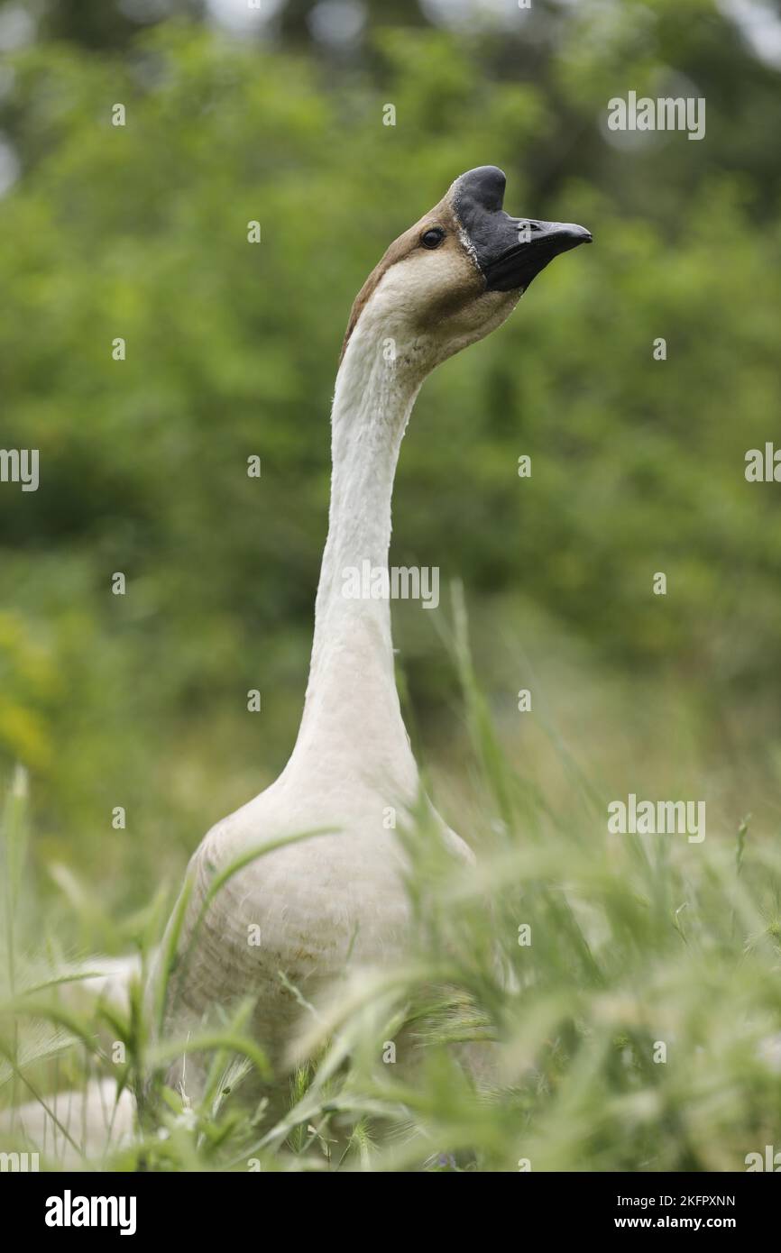 Grass knob hi-res stock photography and images - Alamy