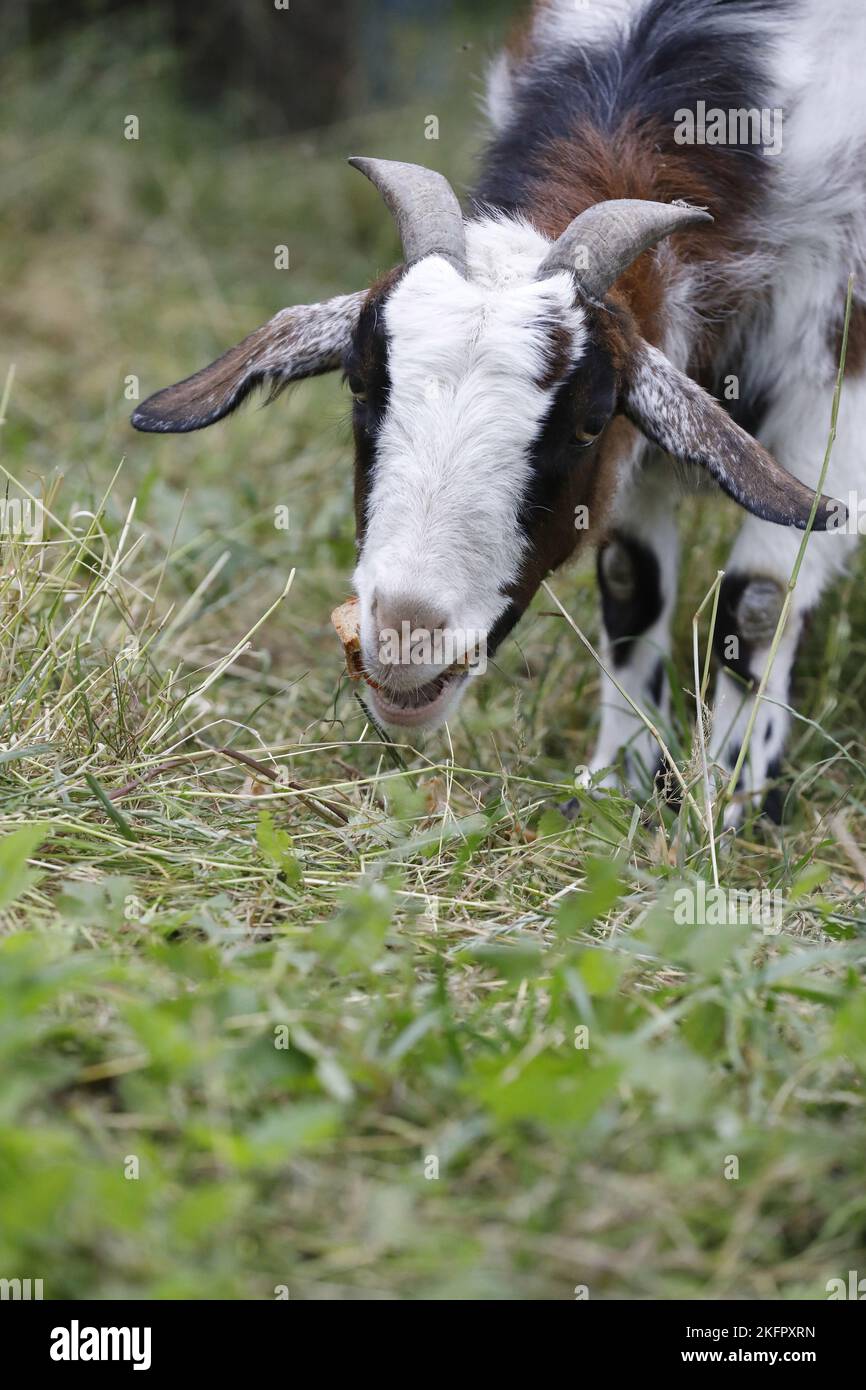 Browsing goat hi-res stock photography and images - Alamy