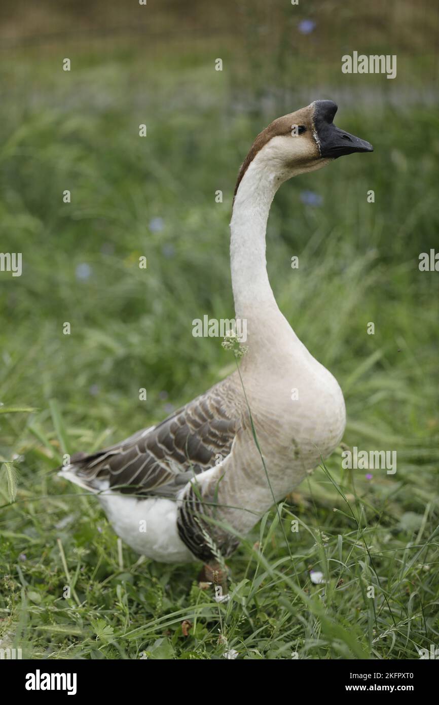 Anser cygnoides domestica hi-res stock photography and images - Alamy