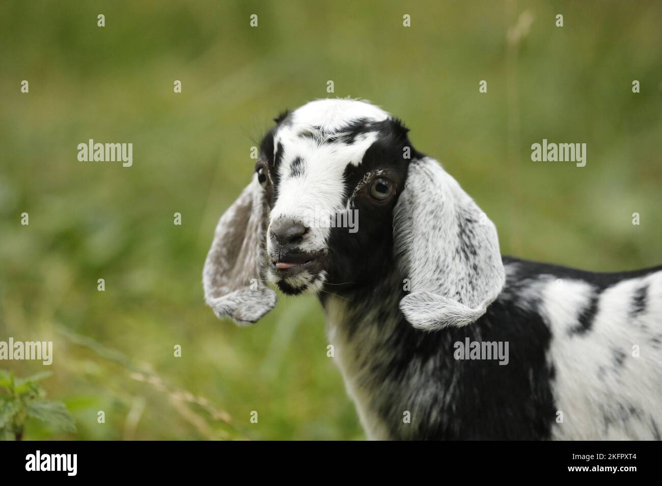 Pied goat hi-res stock photography and images - Alamy