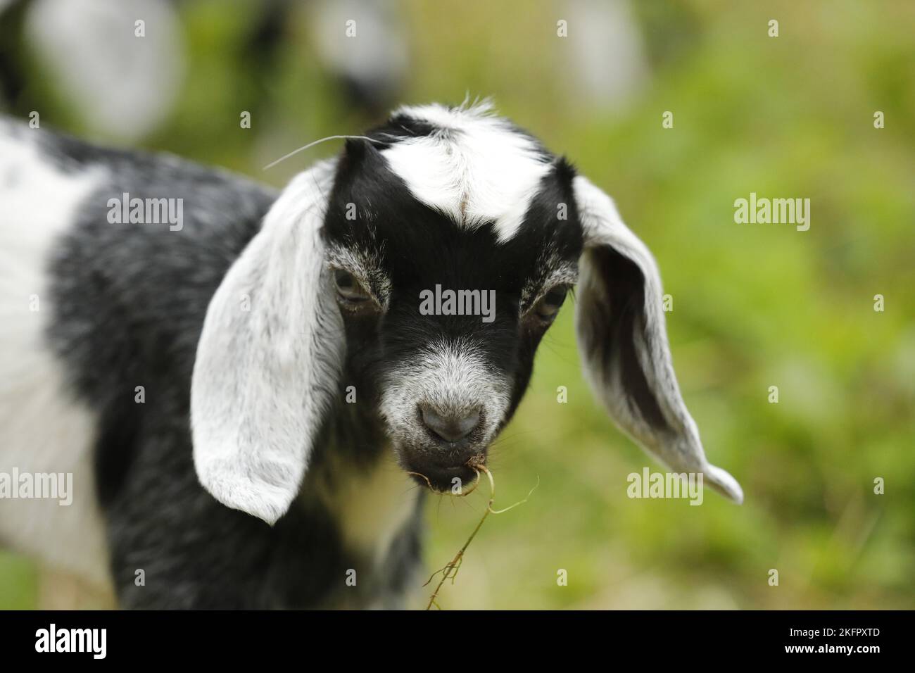 Pied goat hi-res stock photography and images - Alamy