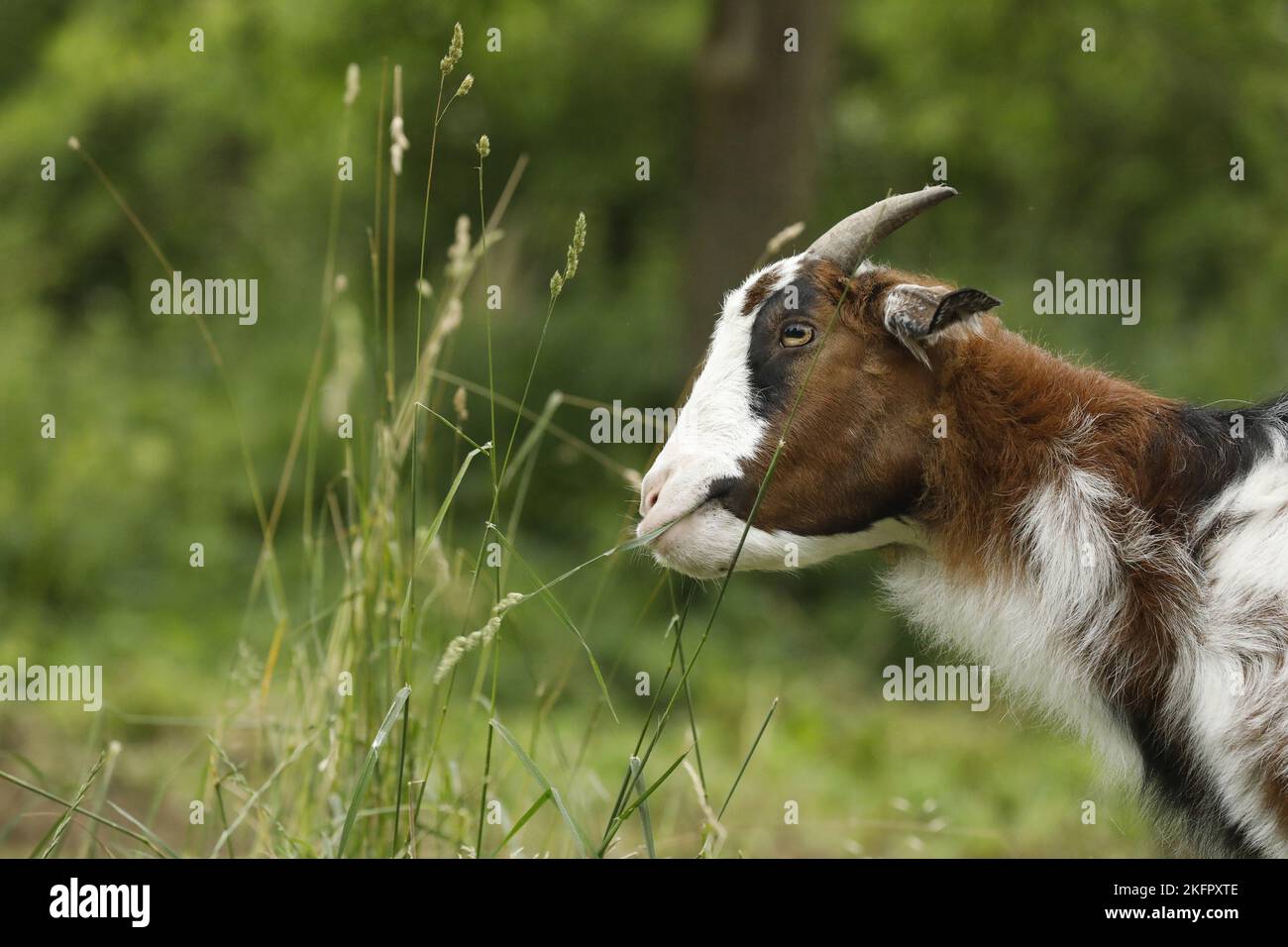 Goat browses hi-res stock photography and images - Alamy