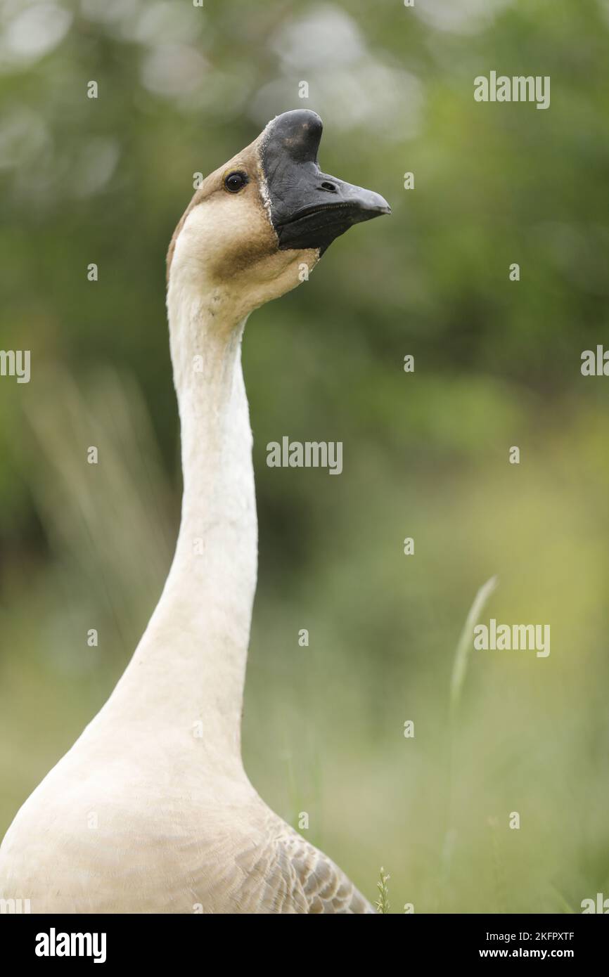 Knob geese hi-res stock photography and images - Alamy