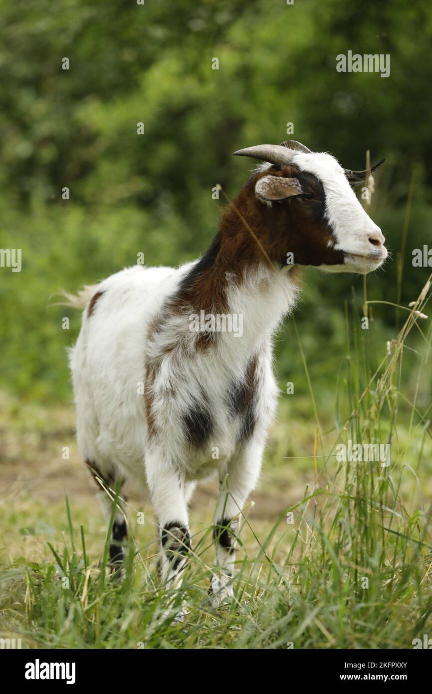 Piebald goats hi-res stock photography and images - Alamy