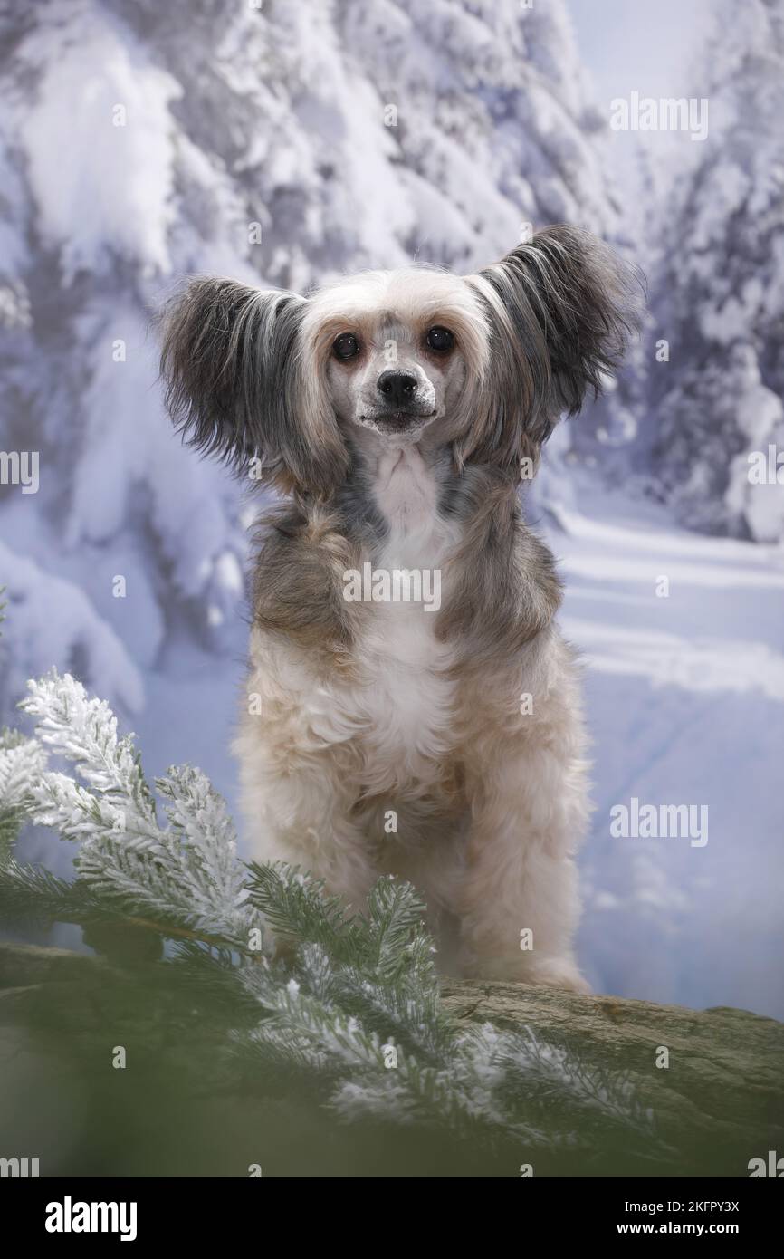 Chinese Crested Powderpuff Stock Photo - Alamy